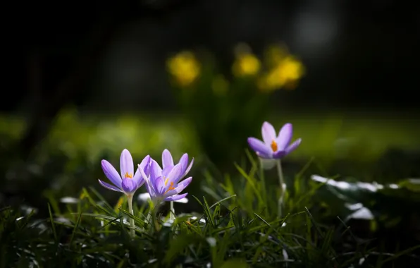 Wallpaper Greens Grass Flowers Nature Background Glade Spring
