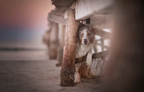 Wallpaper sand, look, bokeh, Australian shepherd, Aussie images for ...