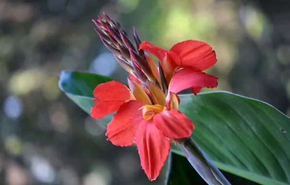 Wallpaper flowers, red flower, Kanna for mobile and desktop, section ...