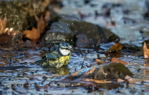 Download wallpaper nature, bird, puddle, section animals in resolution ...