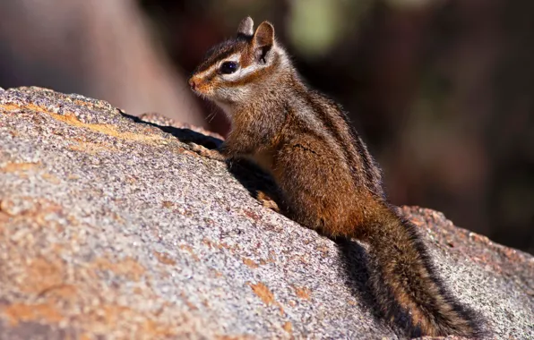 Download wallpaper light, nature, pose, stone, Chipmunk, section ...