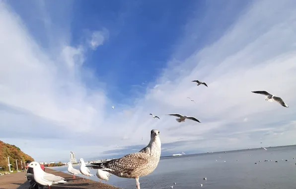 Wallpaper morze, blue sky, Seabirds for mobile and desktop, section ...