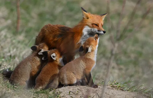 Download wallpaper Fox, mom, cubs, section animals in resolution 1920x1080