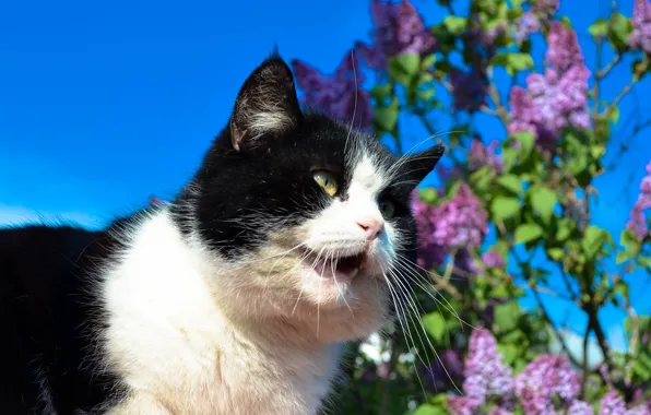Download wallpaper cat, black and white, fangs, lilac, Marquis, section ...
