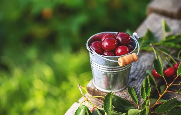 Wallpaper leaves, cherry, berries, Board, cherry, bokeh, bucket for ...
