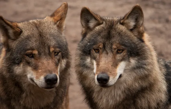 Wallpaper animals, nature, predator, animal, wolf, wildlife, portrait ...