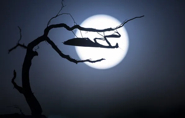 Wallpaper the moon, mantis, silhouette for mobile and desktop, section ...