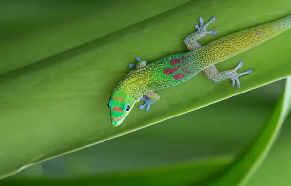 Wallpaper nature, sheet, lizard images for desktop, section животные ...