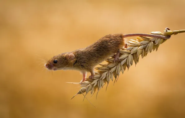 Download wallpaper mouse, spike, baby, section animals in resolution ...