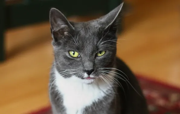 Wallpaper cat, look, cat for mobile and desktop, section кошки ...