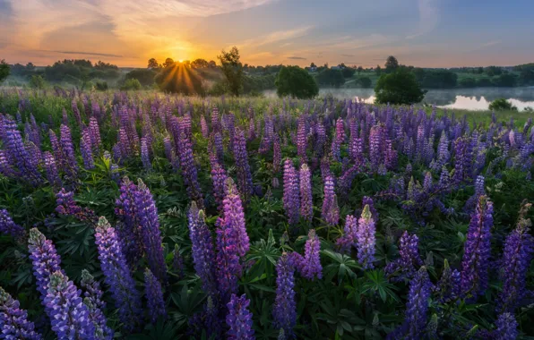 Wallpaper the sun, sunset, river, lupins for mobile and desktop ...