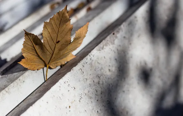 Wallpaper nature, sheet, background images for desktop, section разное ...