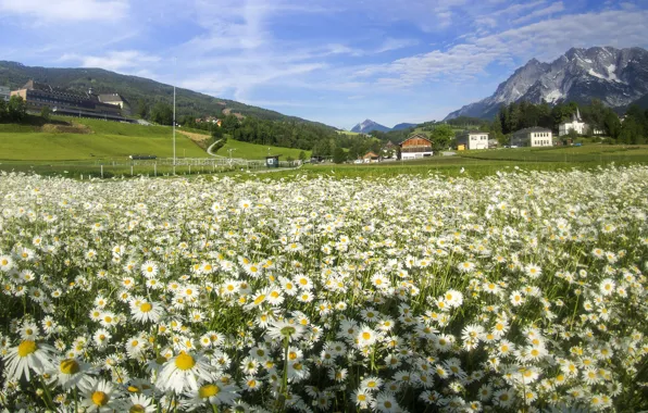 Download wallpaper field, flowers, chamomile, section landscapes in ...
