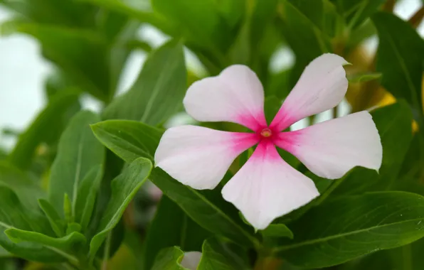 Wallpaper flower, Wallpaper, white flower, green leaves for mobile and ...