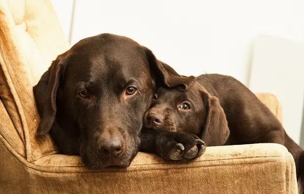 Wallpaper each, home, dog for mobile and desktop, section собаки ...