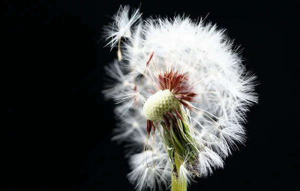 Wallpaper dandelion, black, fluff images for desktop, section макро ...