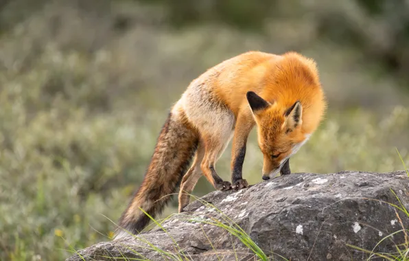 Download wallpaper nature, Fox, beast, section animals in resolution ...