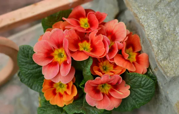 Wallpaper Bokeh, Bokeh, Red flowers, Red flowers for mobile and desktop, section цветы ...