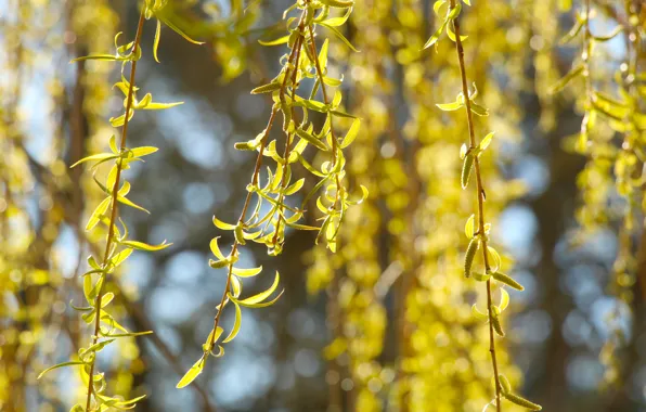 Download wallpaper tree, spring, leaf, twig, section nature in ...