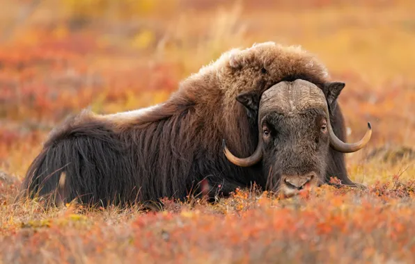 Wallpaper nature, background, Big Male Musk Ox for mobile and desktop ...