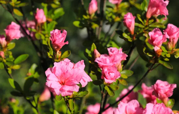 Wallpaper flower, Azalea, blooming for mobile and desktop, section ...