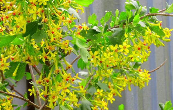 Wallpaper the bushes, black currant, spring 2018, Mamala © for mobile ...