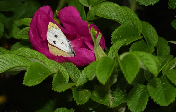 Wallpaper flowers, nature, butterfly, briar for mobile and desktop ...