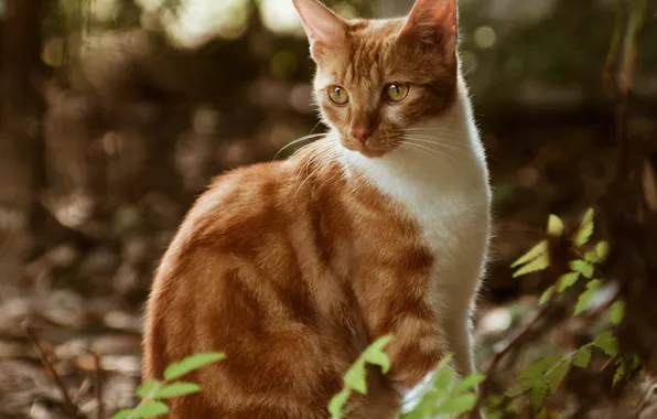 Download wallpaper cat, cat, look, leaves, nature, pose, red, face ...