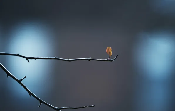 Wallpaper nature, sheet, branch images for desktop, section макро ...