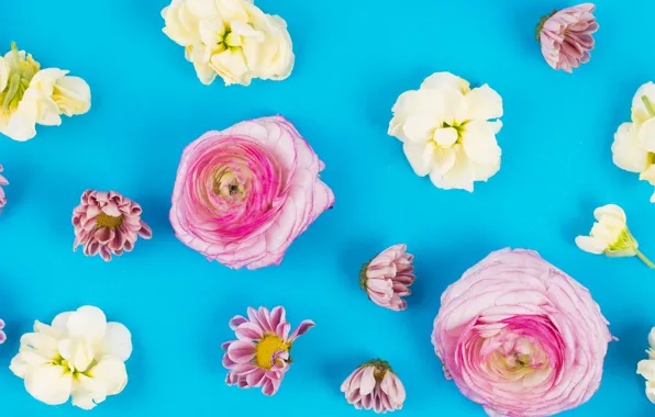 Wallpaper flowers, background, roses, white, white, buds, fresh, pink ...