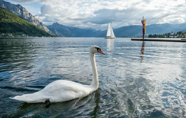 Download wallpaper bird, sailboat, Swan, pond, section animals in ...