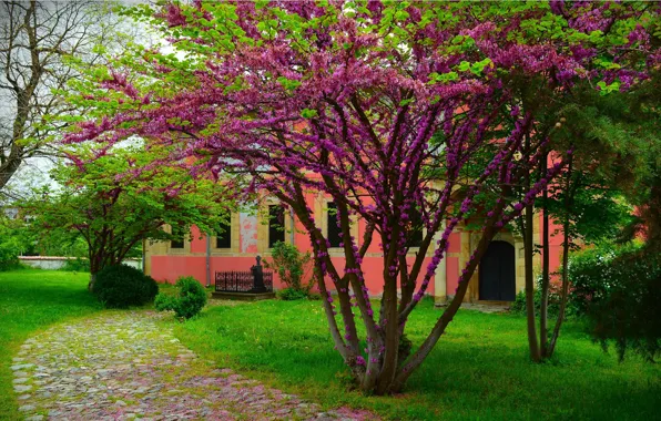 Wallpaper trees, spring, track, flowering, trees, spring, path ...