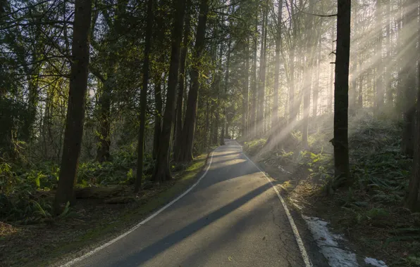 Wallpaper road, forest, light for mobile and desktop, section природа ...