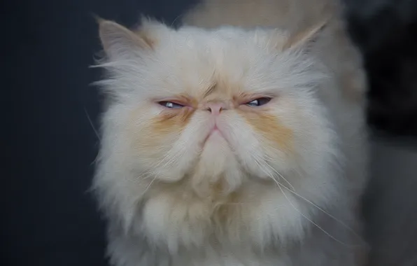 Download wallpaper cat, cat, face, the trick, Kote, Himalayan, section ...