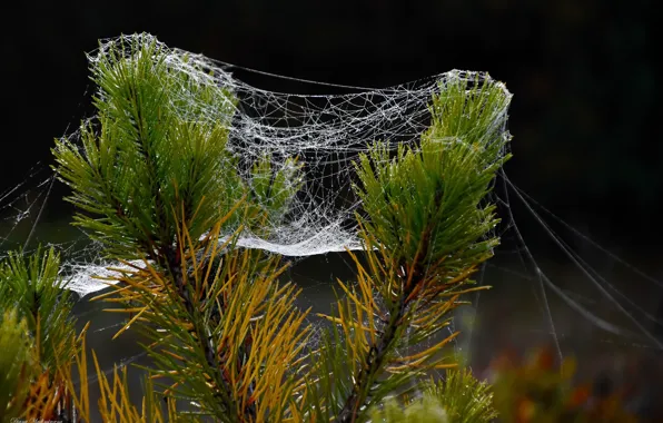 Wallpaper autumn, nature, gossamer images for desktop, section макро ...