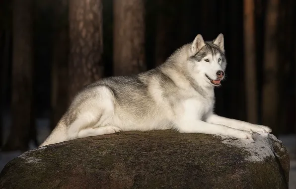 Download wallpaper forest, stone, dog, lies, husky, section dog in ...