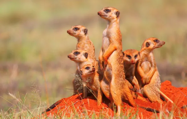 Wallpaper sand, grass, meerkats, blur, stand, family for mobile and ...