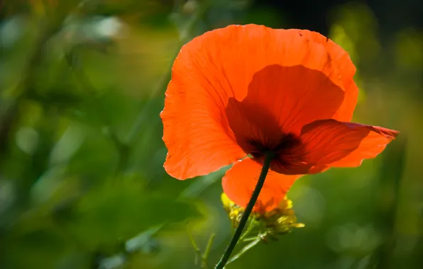 Wallpaper flower, light, flowers, close-up, green, background, Mac ...