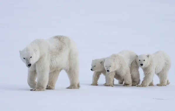 Wallpaper winter, snow, nature, polar bear, polar bears for mobile and ...
