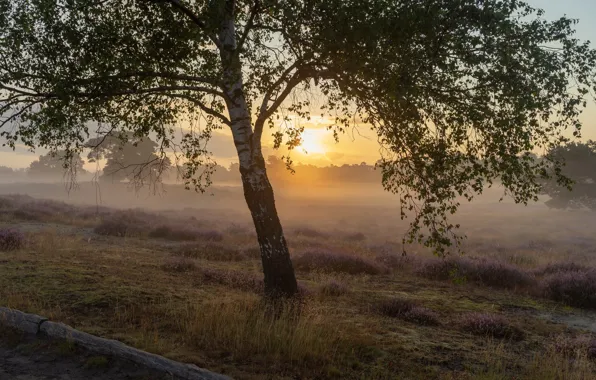 Download wallpaper field, the sun, fog, dawn, birch, Heather, section ...