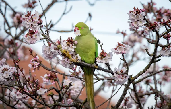 Wallpaper trees, green, parrot, flowering for mobile and desktop ...