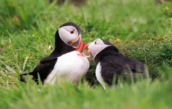 Wallpaper nature, pose, bird, stalled, Atlantic puffin, stubs for ...