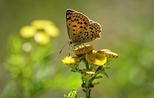 Download wallpaper flower, butterfly, butterfly, section macro in ...
