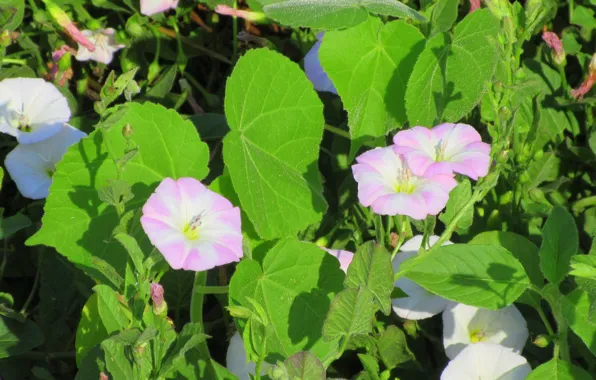 Download wallpaper greens, leaves, meadow, convolvulus arvensis ...