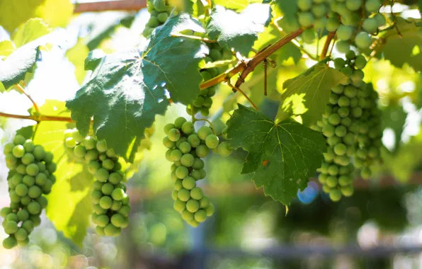 Wallpaper leaves, nature, green, blur, grapes, bokeh, vine for mobile ...