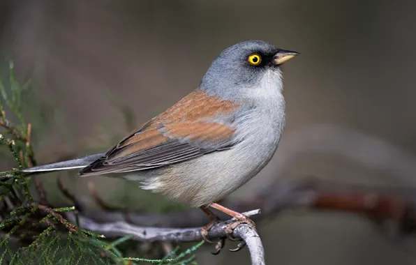 Wallpaper bird, beak, tail, yellow-eyed Junco for mobile and desktop ...