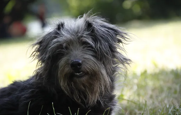 Wallpaper dogs, nature, background, Wallpaper, dog, picture for mobile ...