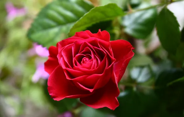 Wallpapers Flowers on mobile and desktop - page 6