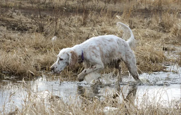Wallpaper field, spring, hunting, setter for mobile and desktop ...