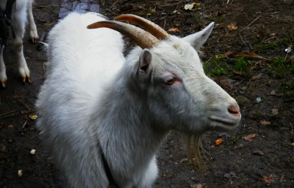 Wallpaper sadness, autumn, village, goat for mobile and desktop, section животные, resolution ...